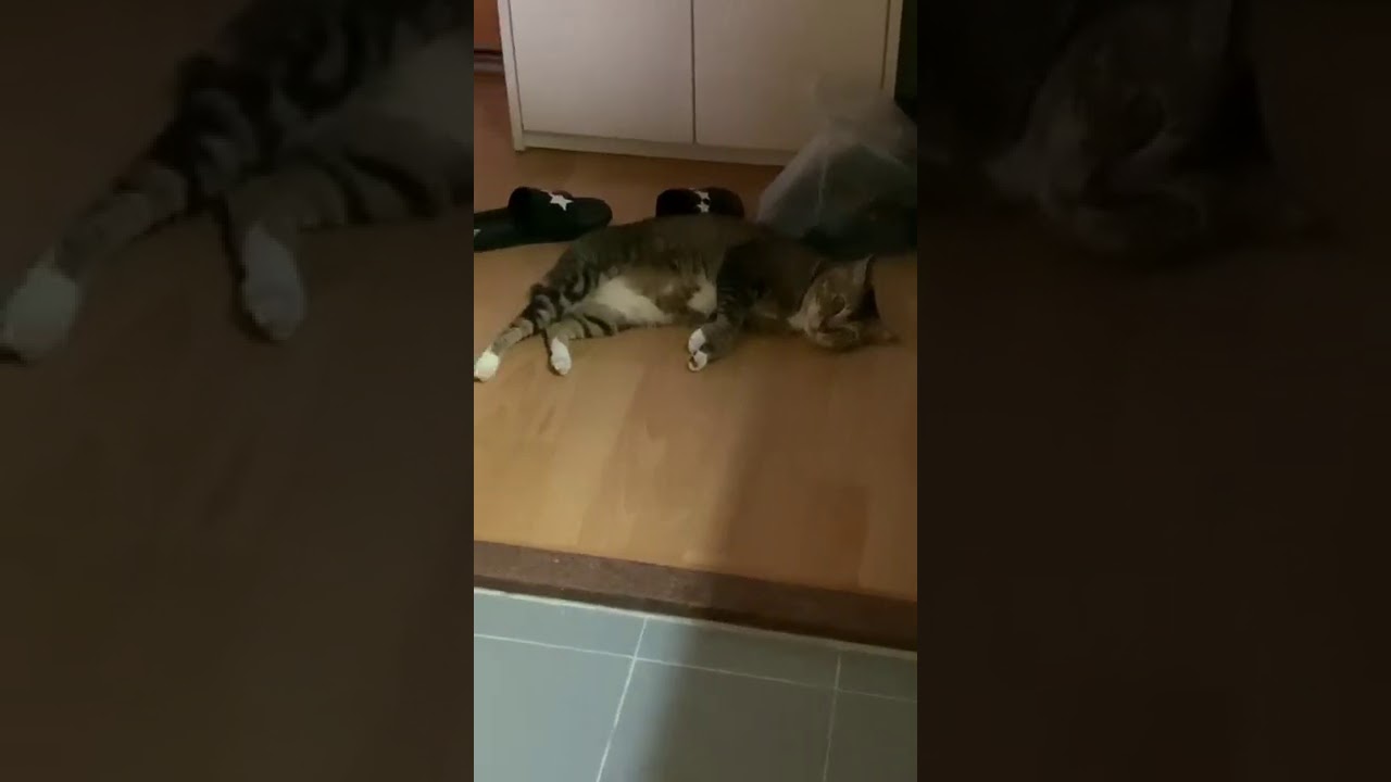 Cute cat named Mimi - YouTube