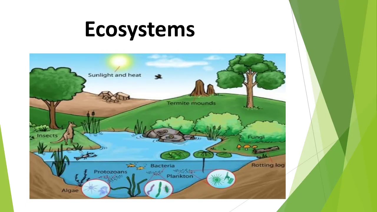 Class 8 Ecosystem Part 1 YouTube class-8-ecosystem-part-1-youtube