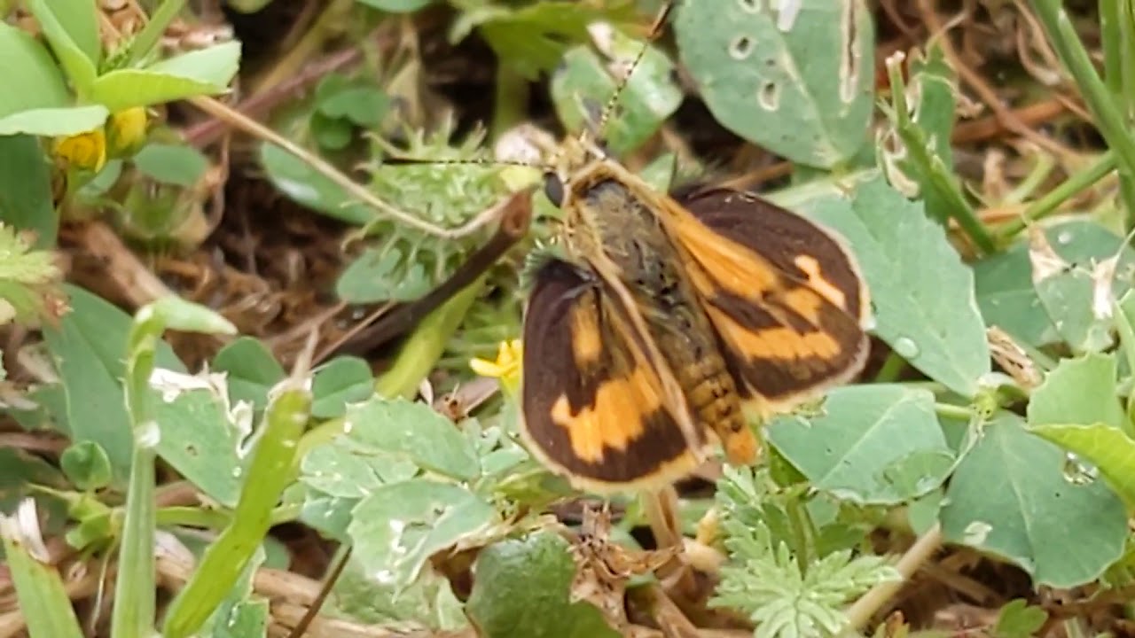 Southern Grass Dart Butterfly. - YouTube