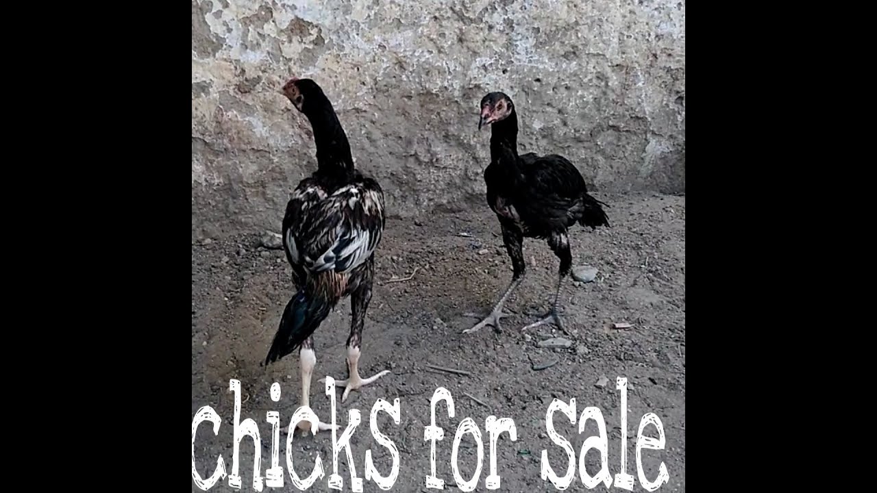 Four month chicks for sale - YouTube