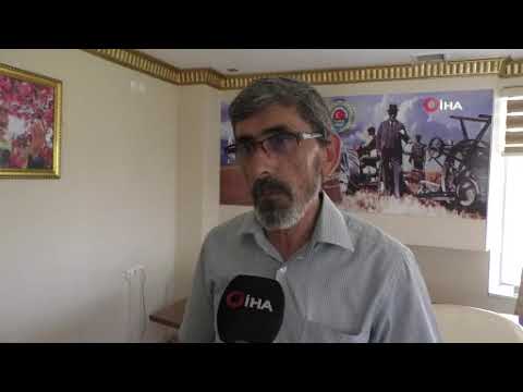 Gezen tavuklar keneye geçit vermiyor