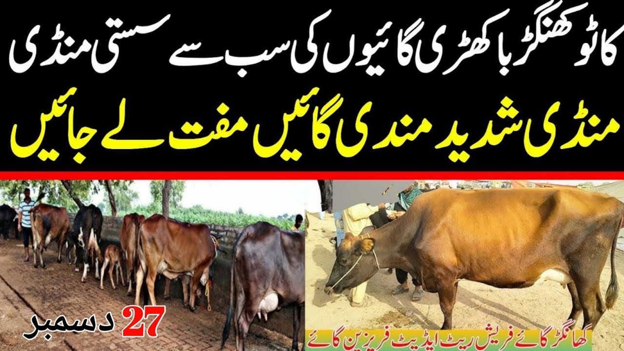 Today Malumor Mandi Jhang 2025 | Khanger Bakhri, Turkri Cows Latest ...