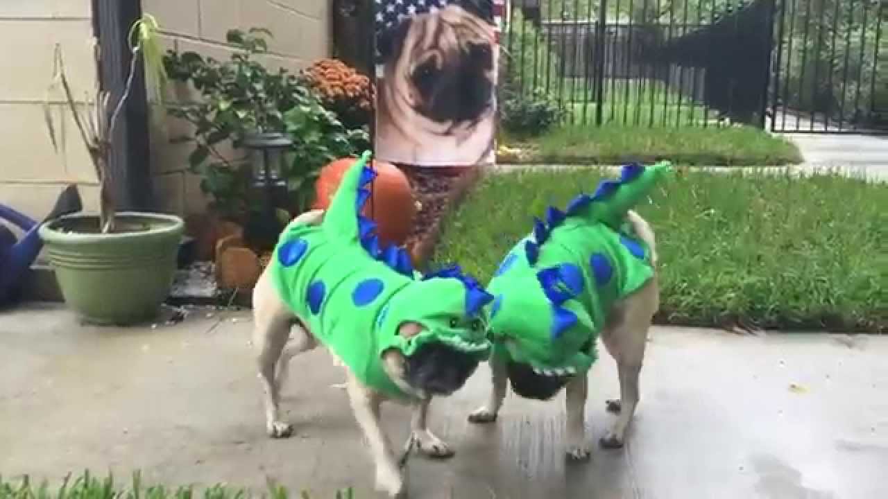 Dragon Pugs - YouTube