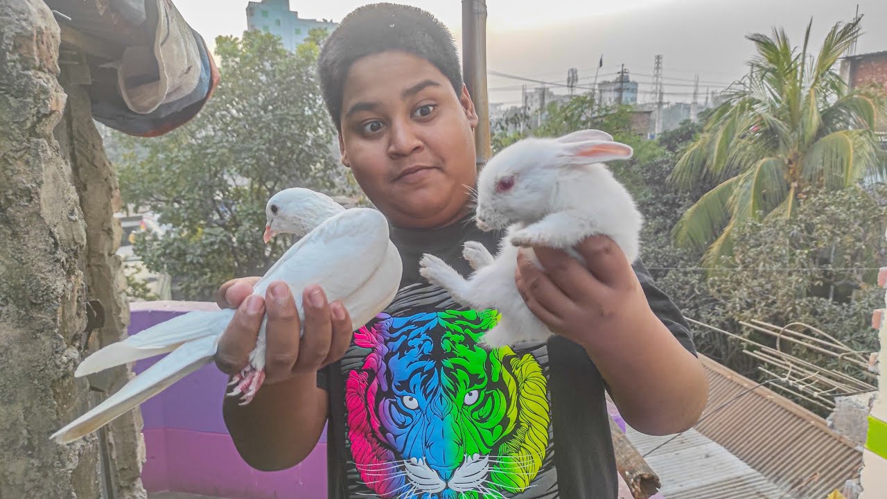 খরগোশ ধরতে পেরে আরশ কবুতর জিতে নিলো - YouTube