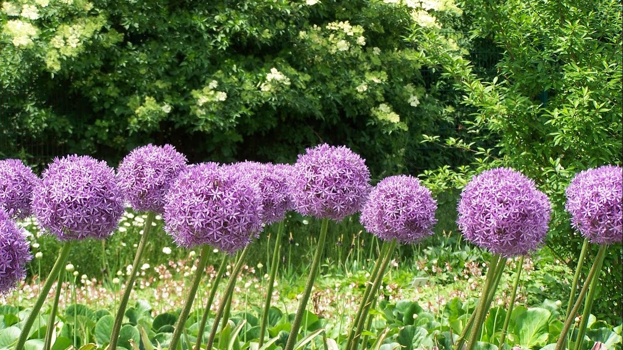 Beautiful and Pretty Allium Flowers | Onion, Garlic, Scallion, Shallot ...