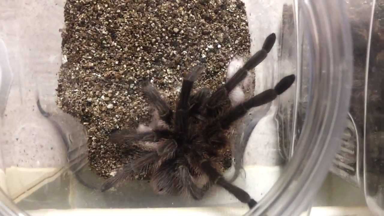 Haitian Brown Tarantula, Phormictopes canceroides - YouTube