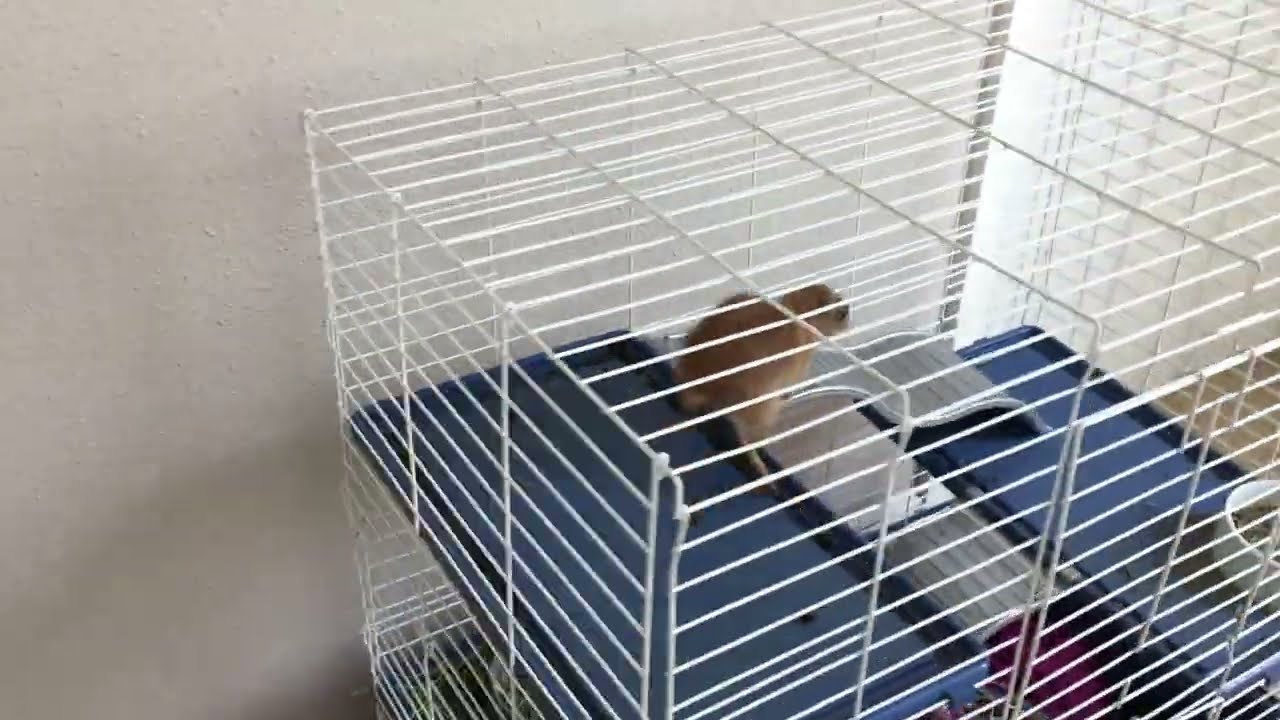 Baby prairie dog is excited to see us ! - YouTube