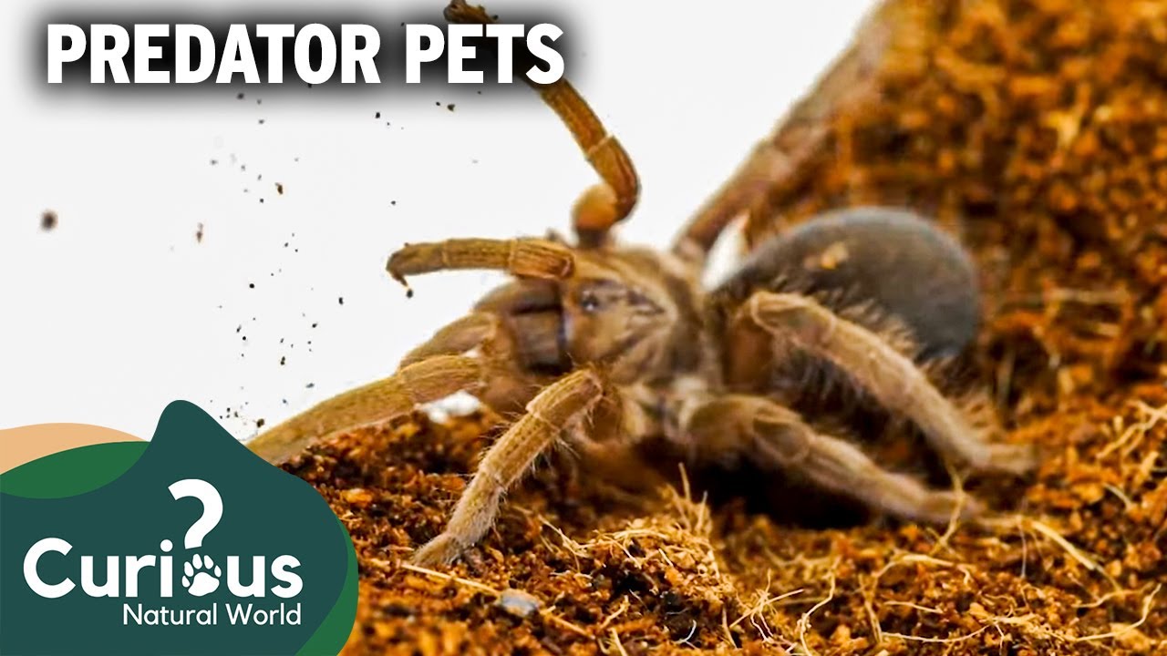 Tarantulas: One Man's Pet — Another Man's Nightmare! | Predator Pets ...