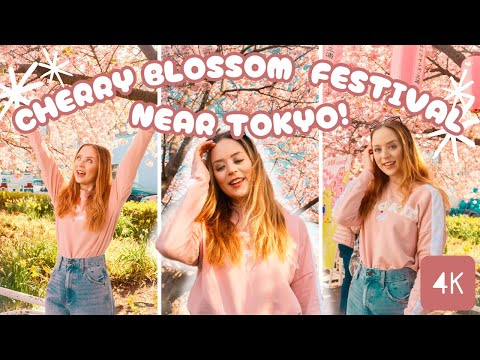 [4K] Miura Sakura Festival | Day Trip from Tokyo to Kanagawa to See the Cherry Blossoms!