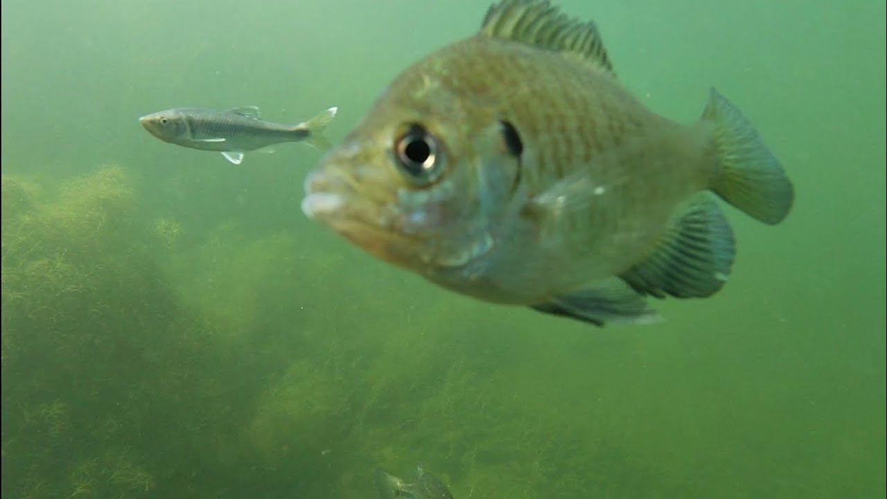 Vibrant And Curious Fish of The Ohio River: Blue Gill, Minnows and ...