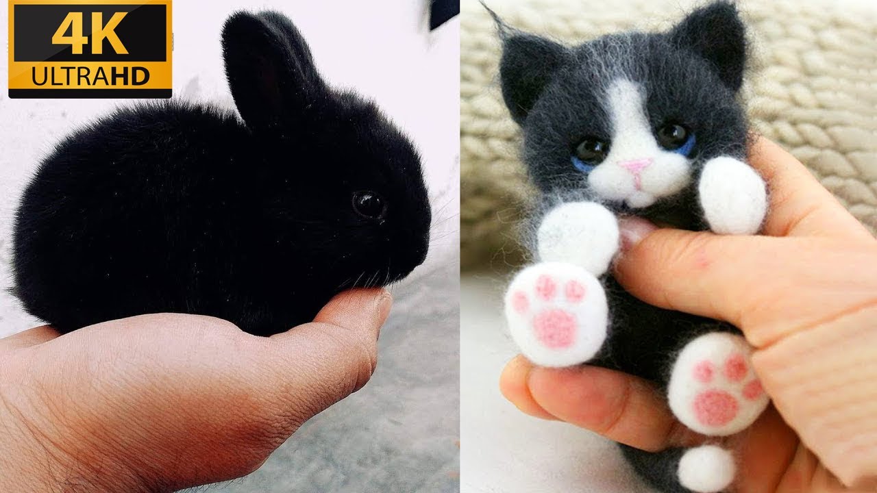 Cute baby animals Videos Compilation cute moment of the animals ...