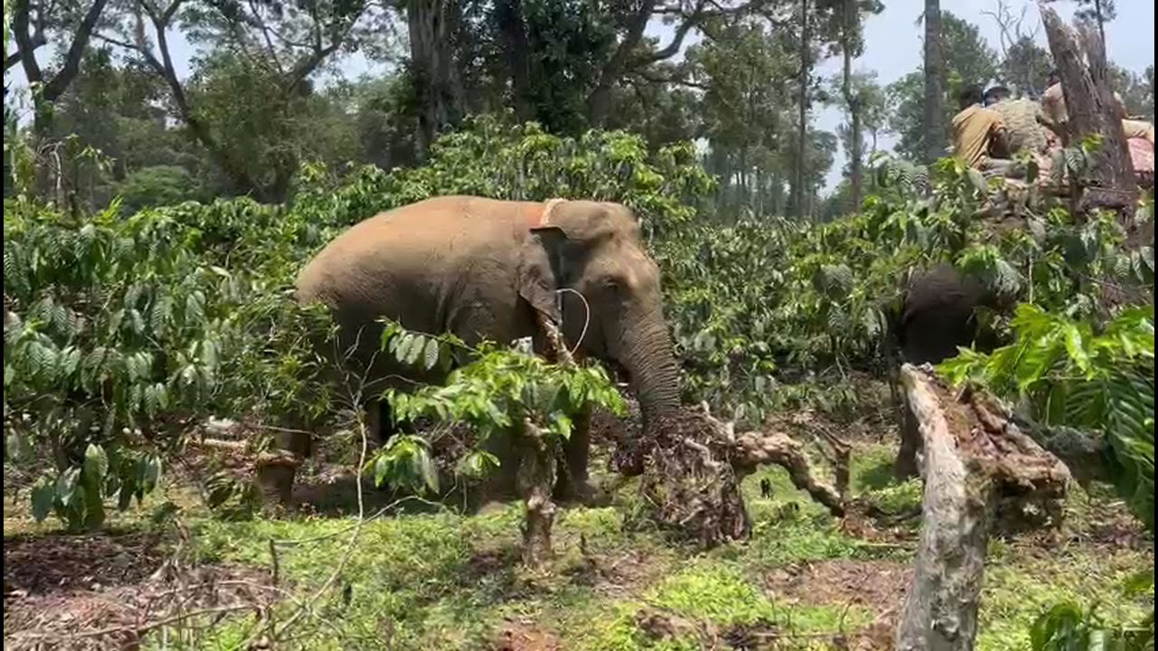 Wild elephant arrested for targeting ration shops - YouTube