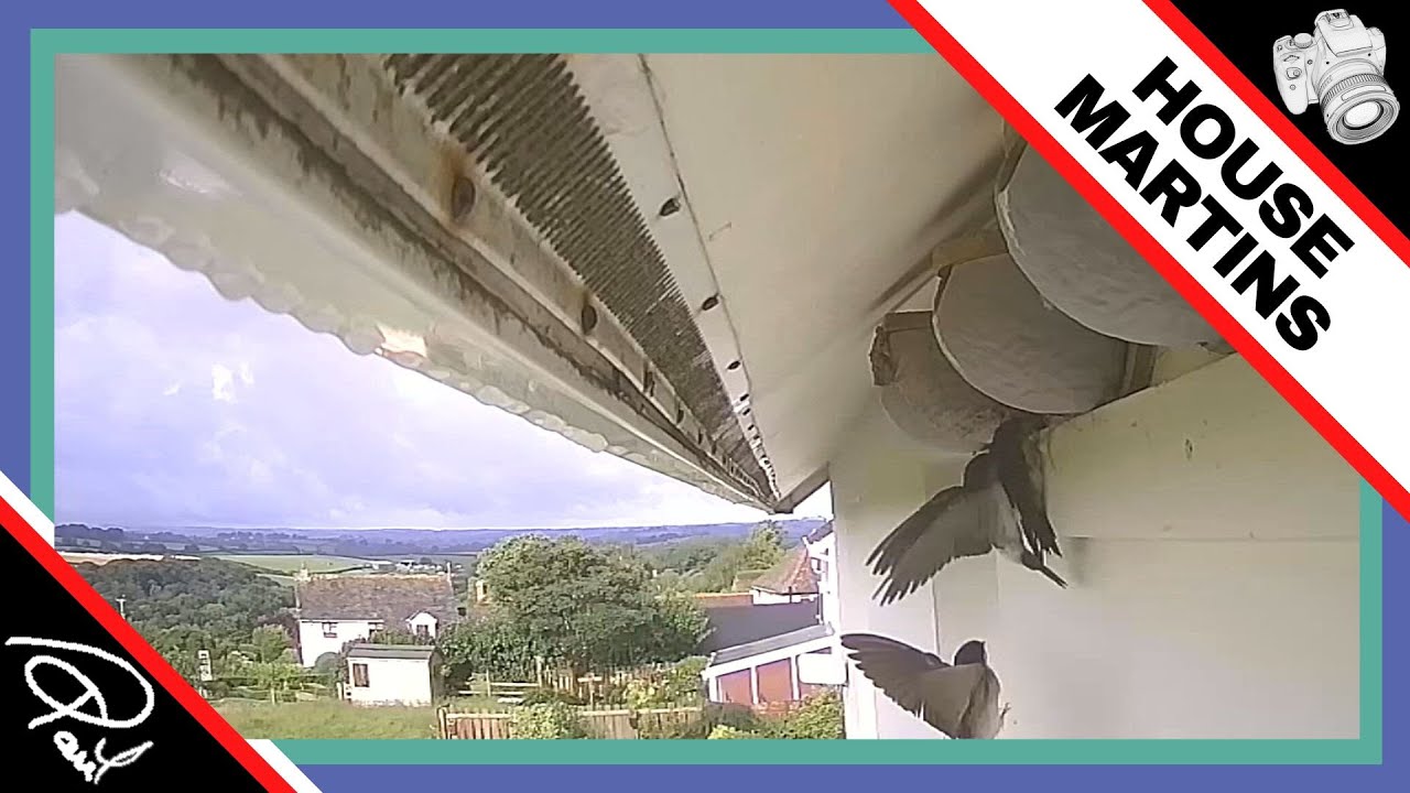Come Watch the HOUSE MARTIN Birds with Us! - YouTube