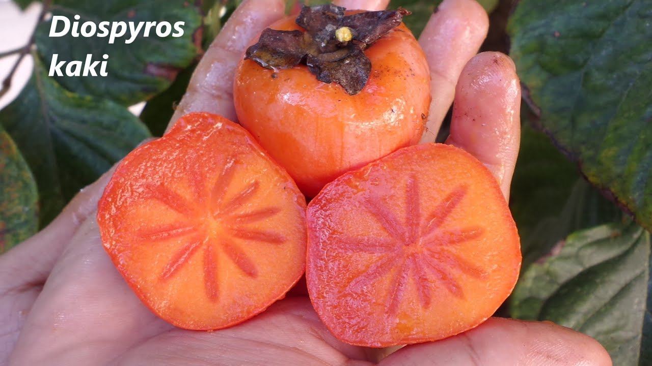 Persimo, persimonio, caqui, kaki, palo santo, Diospyros kaki. - YouTube