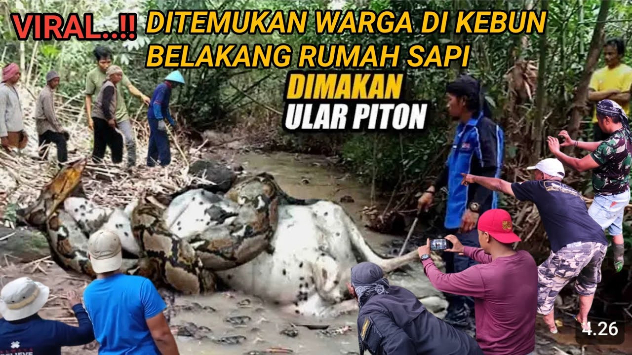 VIRAL..!! ULAR PITON RAKSASA 15 METER DI TEMUKAN WARGA DI KEBUN ...