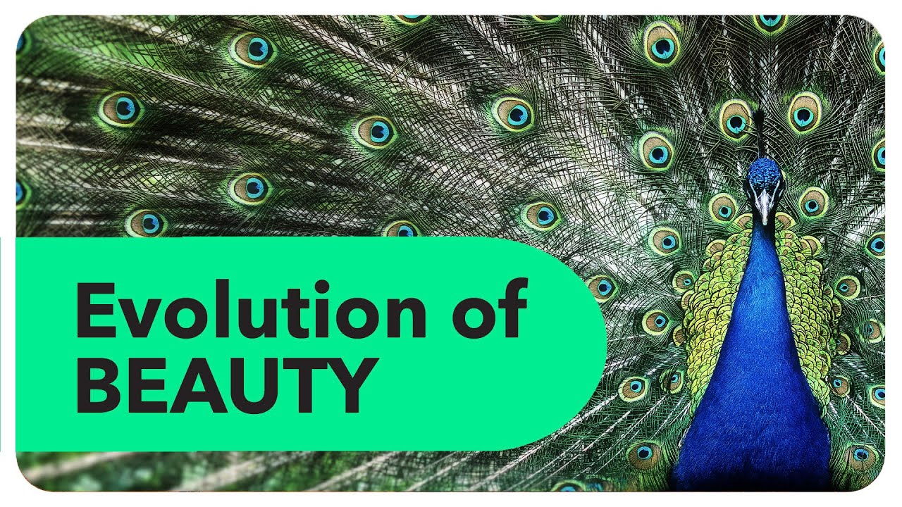 Evolution Of Beauty - YouTube