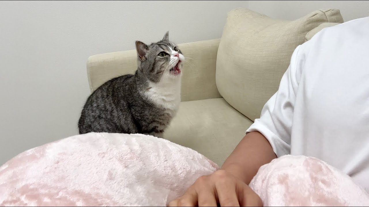 弟がいない隙を狙ってなでなでをおねだりしてくる兄猫がかわいすぎました…笑 | もちまる日記｜YouTubeランキング