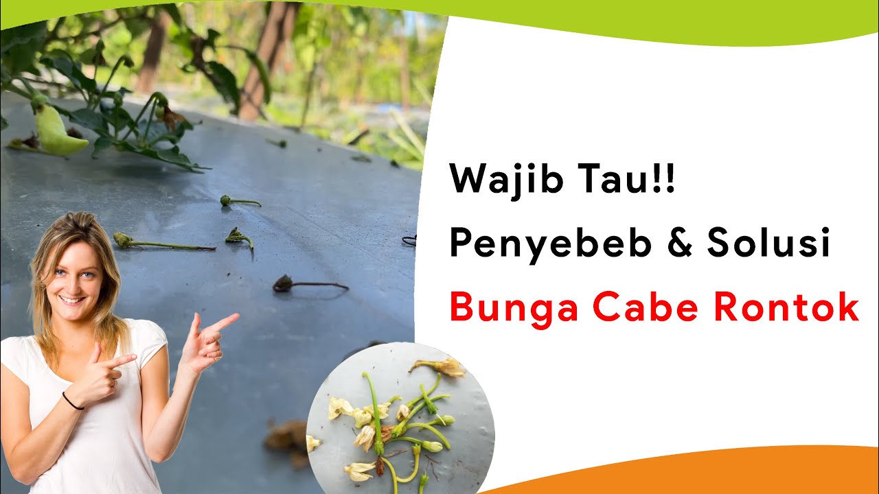 9 Penyebab Bunga Cabe Rontok! Lengkap Dengan Solusi Mengatasinya! - YouTube