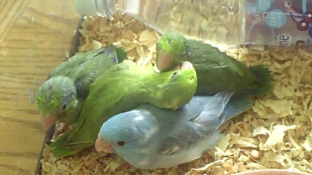 Parrot let Babies Eatting Formula & Seed. - YouTube