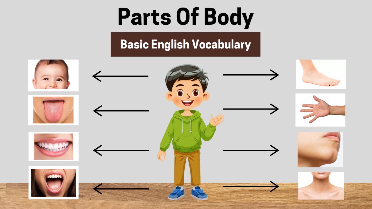 Learn Body Parts in English - English Vocabulary Lesson | Learn English ...