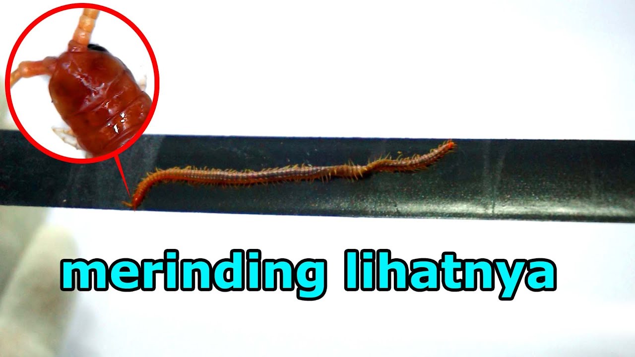 Wujud Hewan Reno (Kelabang Kecil) Dari 1000Kali Zoom - YouTube