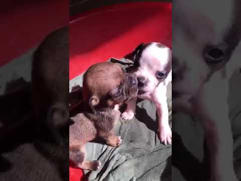 pitbull kavgası