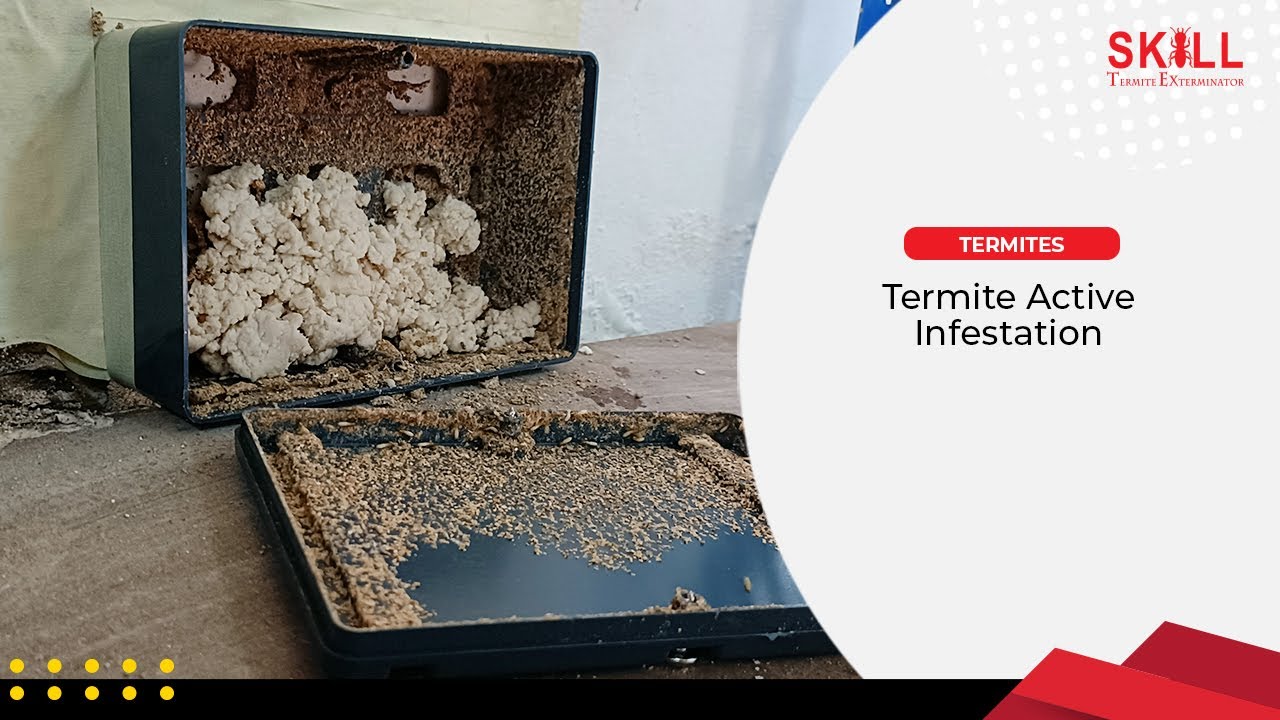 Termite Active Infestation 😰 - YouTube