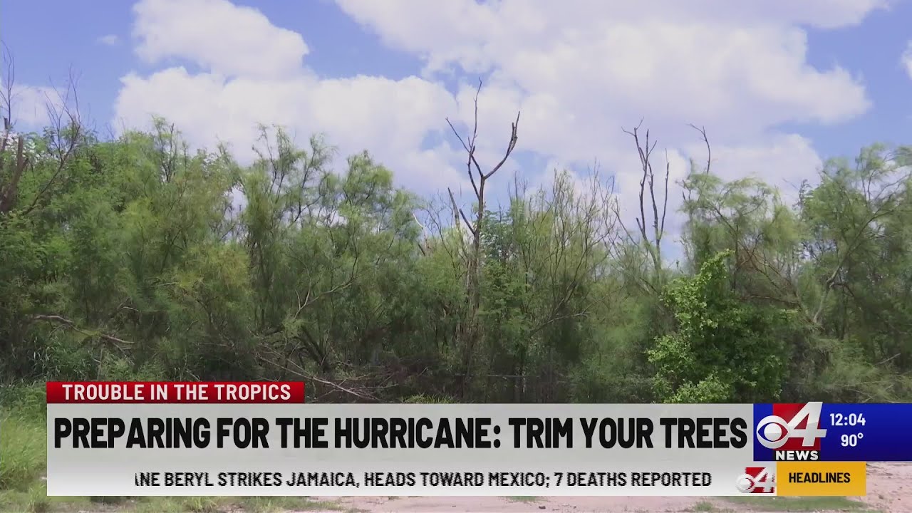 Residents cut their trees ahead of Hurricane Beryl impact - YouTube