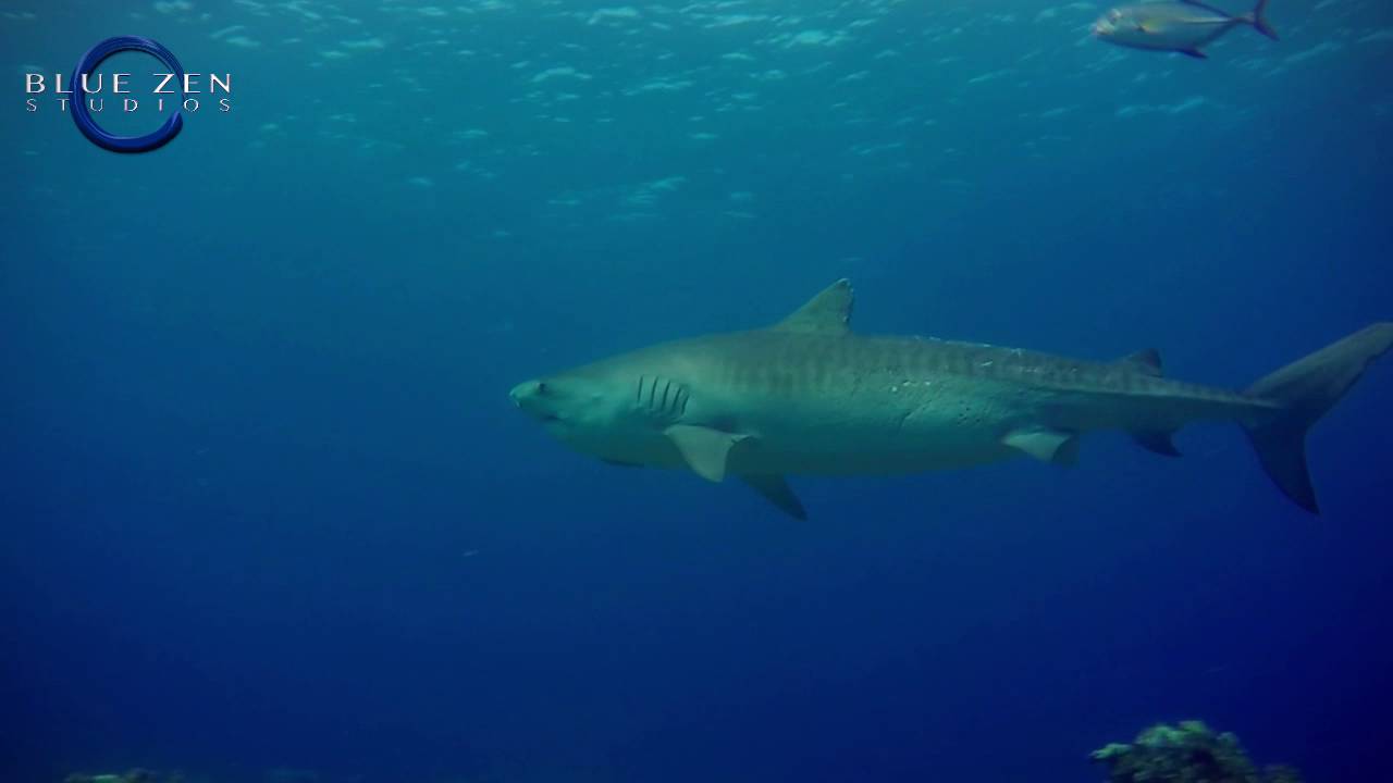 Shark Mating Facts