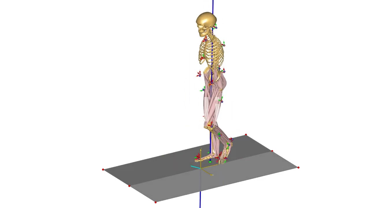 Human gait and motion analysis using the lower extremity model in ...