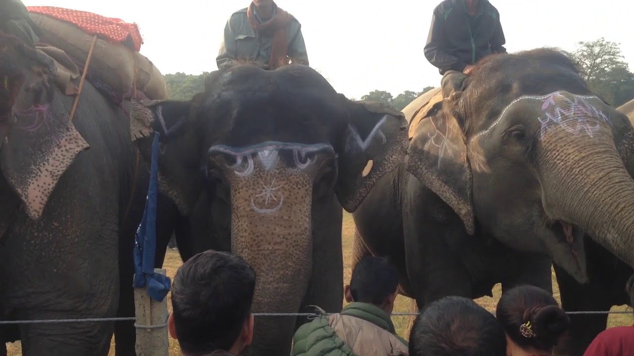 Elephant Picnic in Nepal - YouTube
