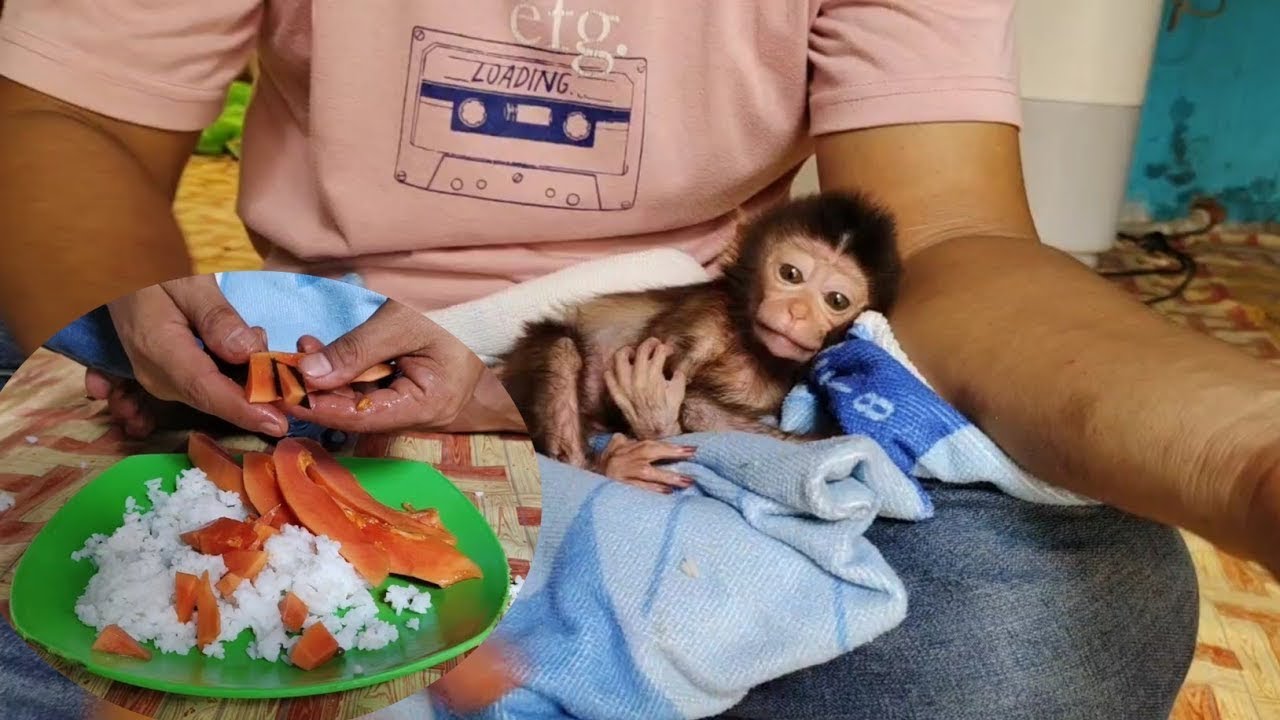 Being a good child, baby monkey Nomi slept on his father's lap and didn ...