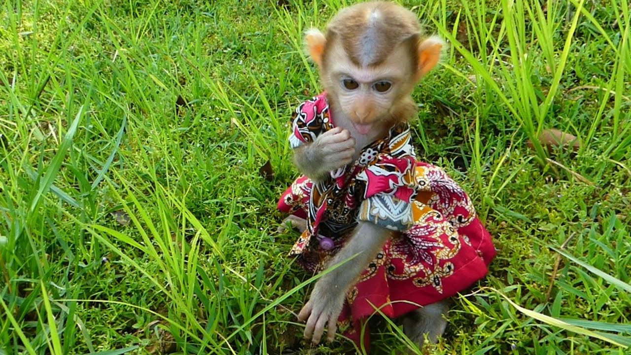 Cute Monika Monkey Walks On Meadow Seeing Dogs - YouTube