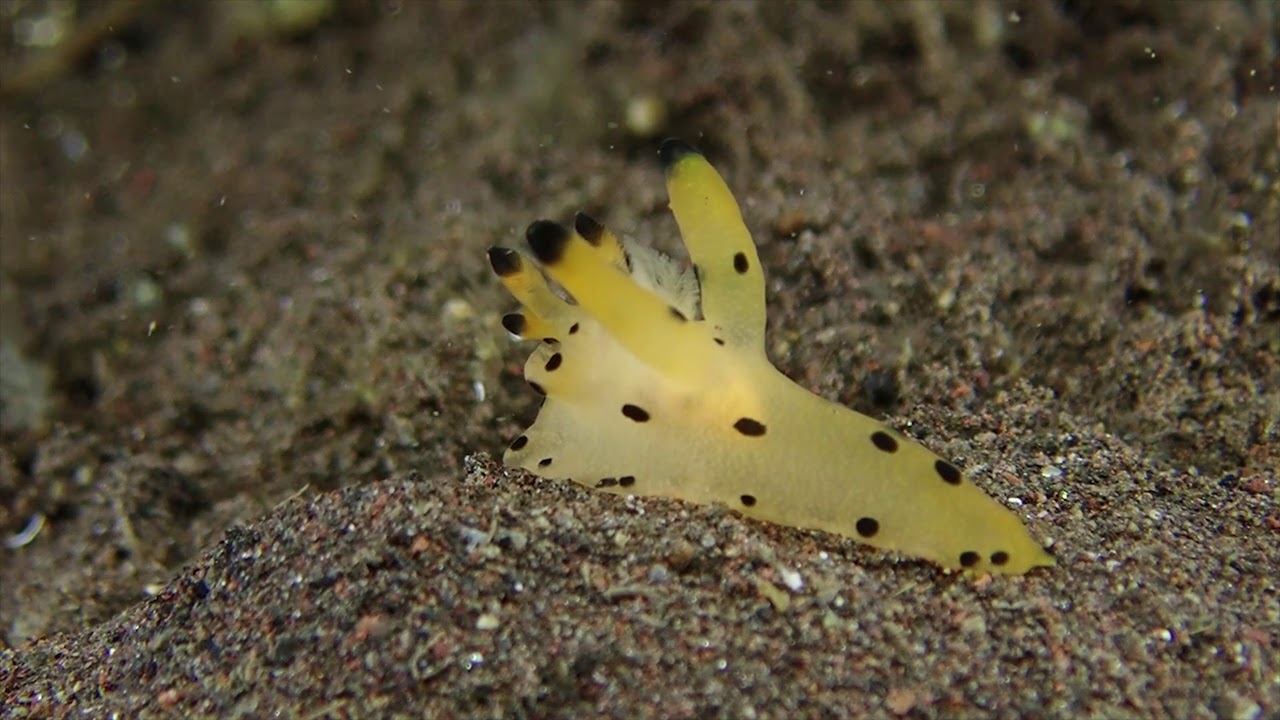 Pikachu nudibranch (Thecacera pacifica) - YouTube
