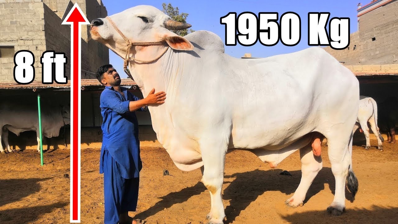 8ft Height and 1950 Kg Weight Bull | Biggest and Heaviest Weight Bulls ...