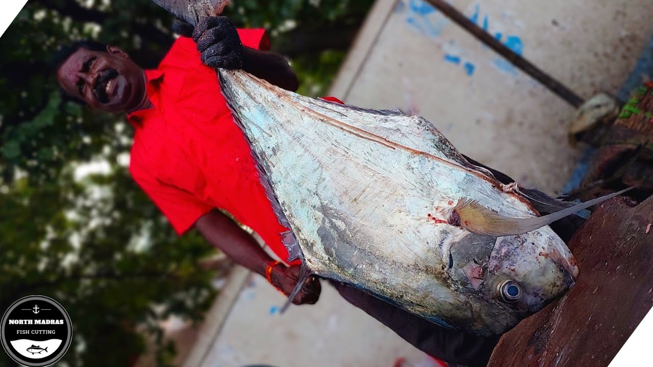 🤯BIG KANNADI PARRAI FISH |KASIMEDU VADIVELU 🔪AMAZING FISH CUTTING ...