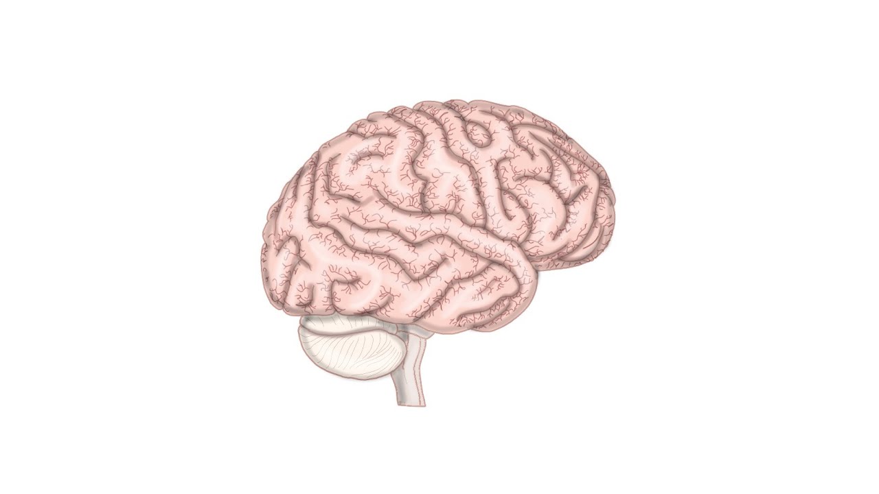 Basic Neurological Examination Demo YouTube basic-neurological-examination-demo-youtube