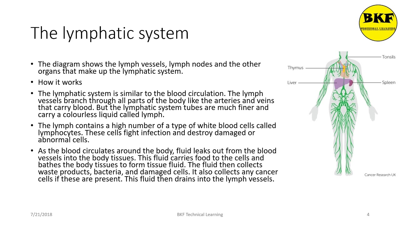 Oncology: The lymphatic system and cancer - YouTube