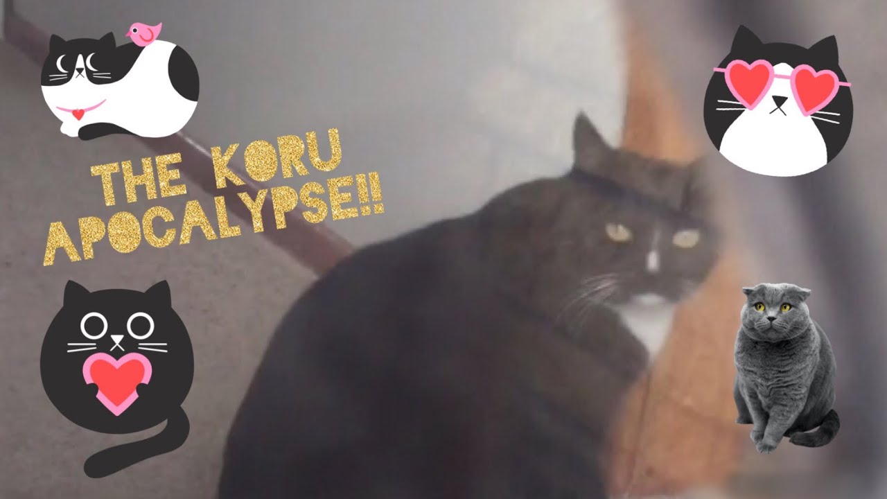 The Koru apocalypse! Featuring Koru the cat - YouTube