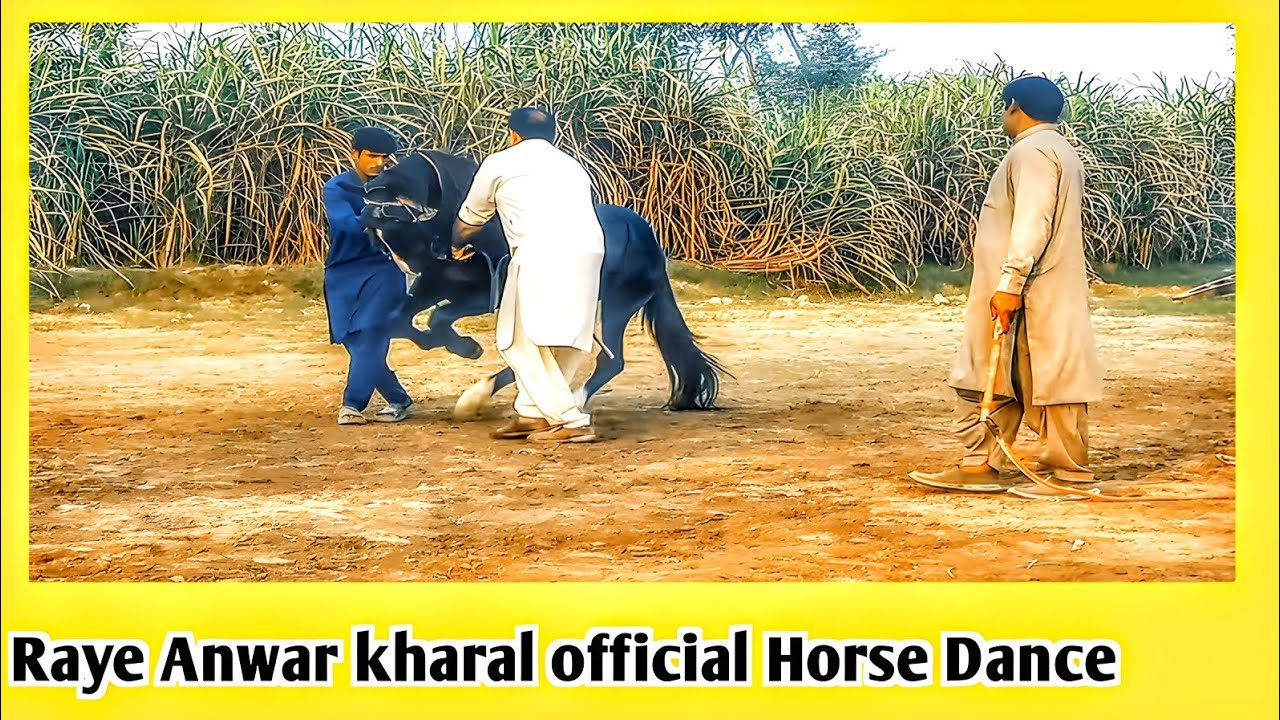Raye Anwar kharal official Horse Dance || Wah Ghora Wah || Dadyal Ghora ...