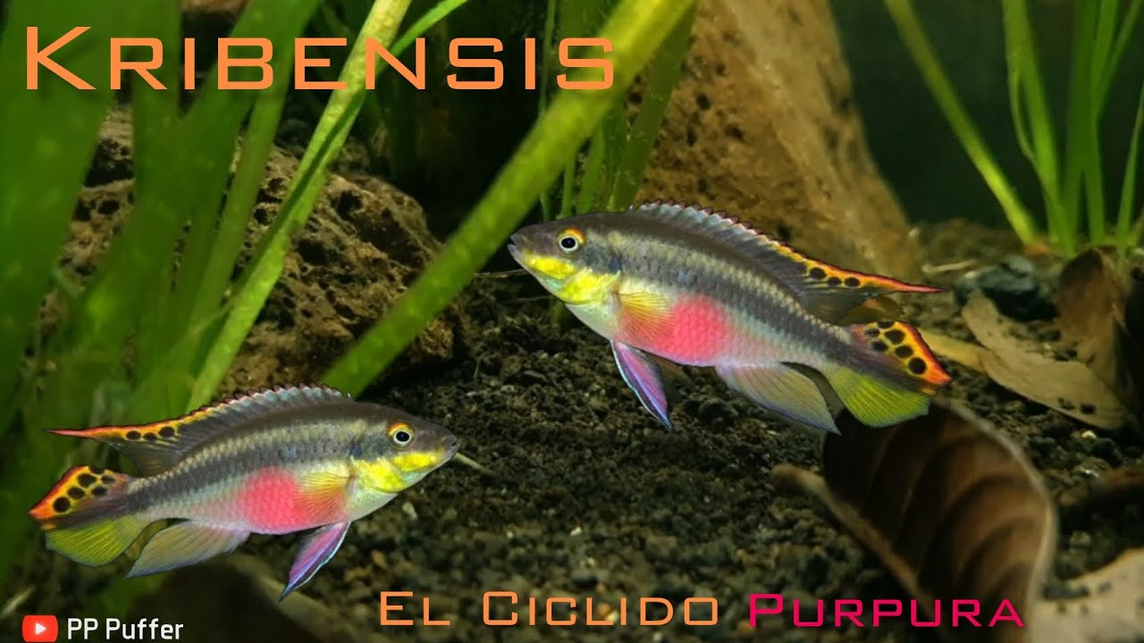 Todo lo que debes saber del KRIBENSIS - YouTube