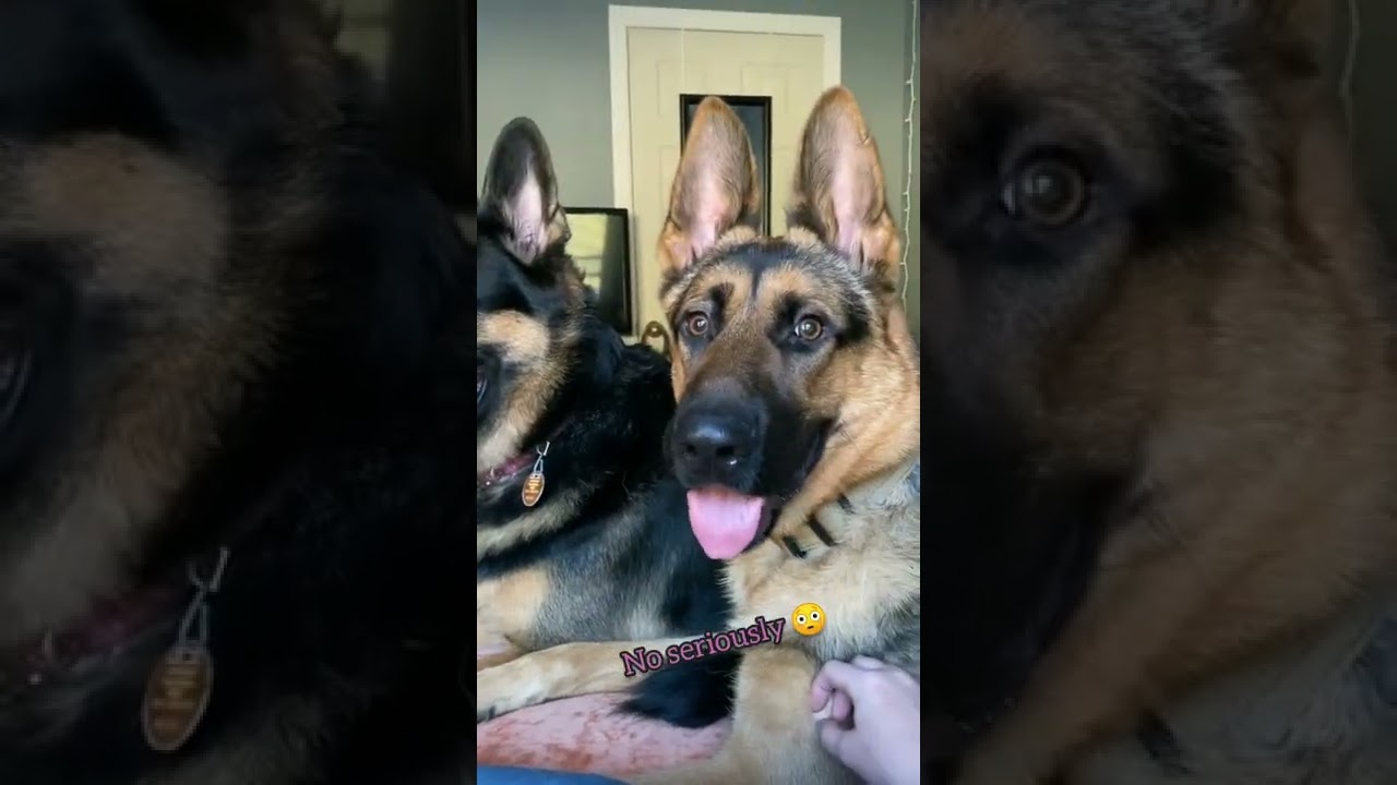#German Shepherd Brothers Together🐶#What Say Guyz#Dogs Lover ️#Funny ...