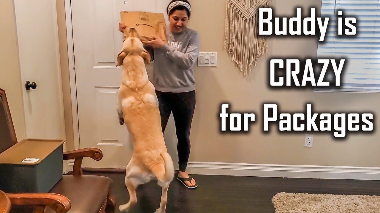My Dog Goes Crazy for Packages (Even More than His Mom) | Funny Dog ...