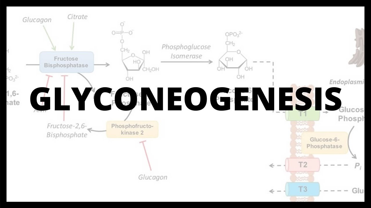 Glyconeogenesis | Biochemistry | Inspiring Mindz Coaching #studywithIM ...