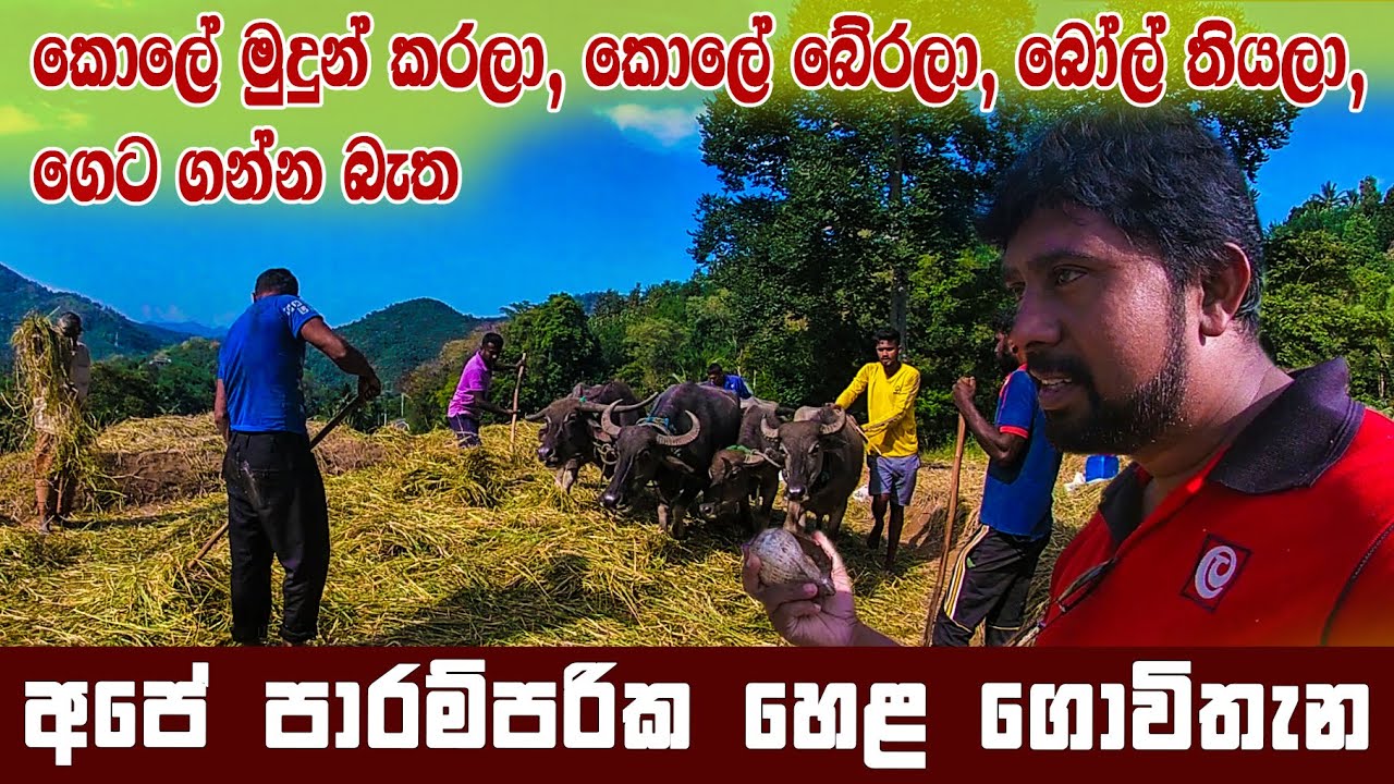 Traditional paddy cultivation in sri lanka | කදු මුදුනෙදි දැක්ක අපේ ...