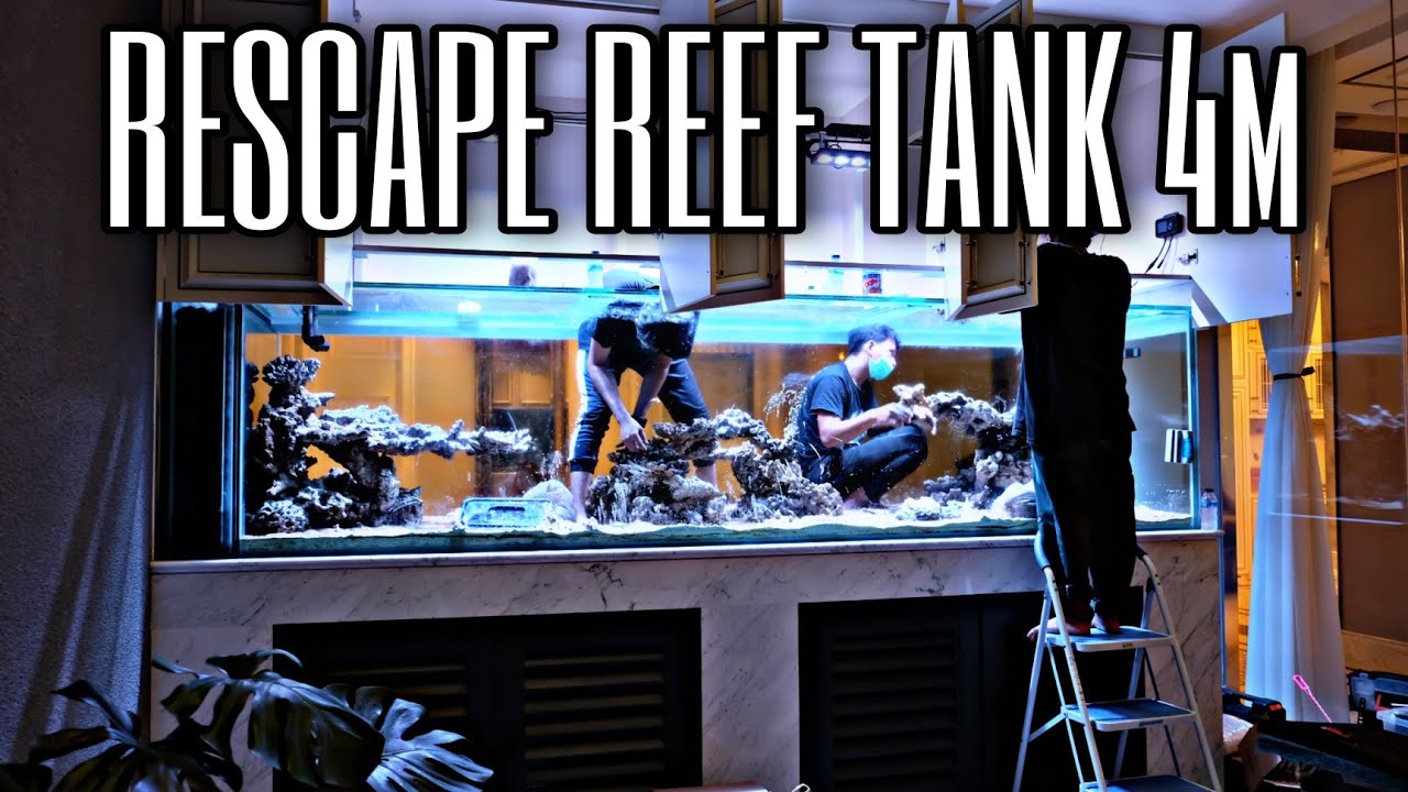 RESCAPE REEF TANK 4M - YouTube
