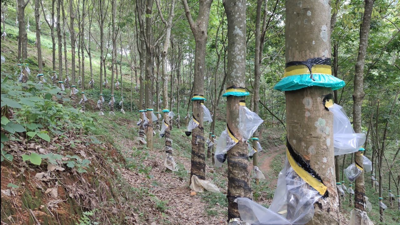 Rain guard ൽ പുതിയ ആശയങ്ങൾ - YouTube