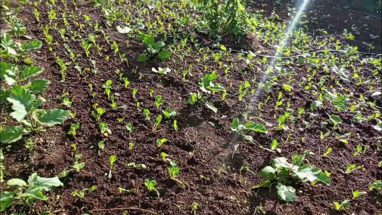 LETTUCE AND EGGPLANT IN ONE AREA. DOUBLE CROPPING. - YouTube
