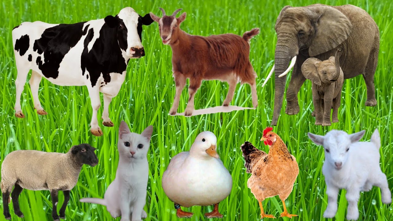 10 Heart-Melting Farm Animals That Will Instantly Brighten Your Day ...