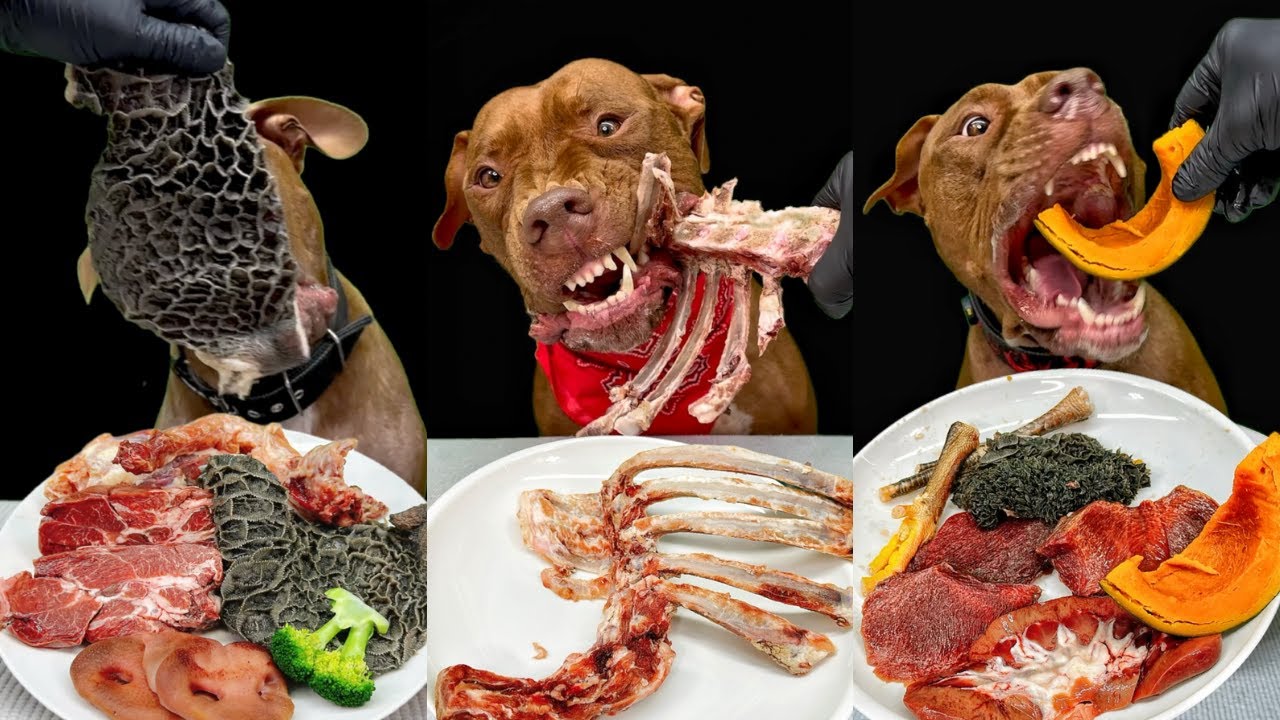 Best of Pitbull Eating Sounds | RAW MEAT | ASMR Compilation - YouTube